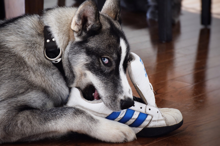 Why do dogs love to chew their owner possessions?