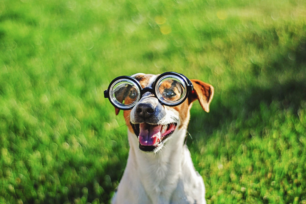 How well does your dog see? Ray explores canine eyesight.