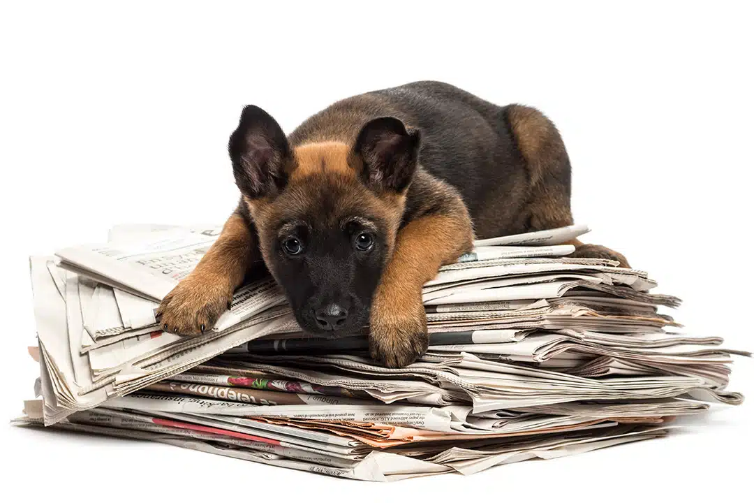 How negative news reports can influence some dog owner's behaviour