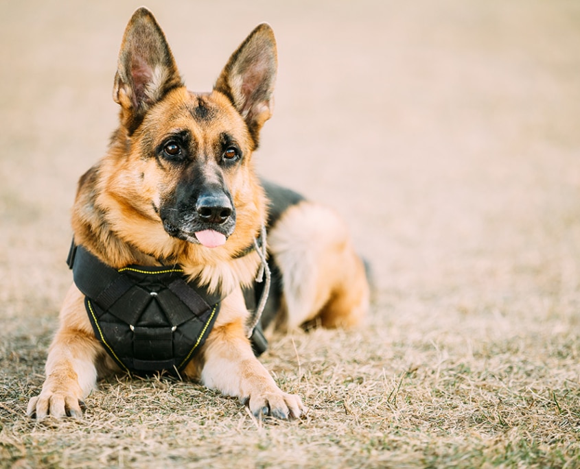 Tails (sic) of the Unexpected from a professional canine trainer