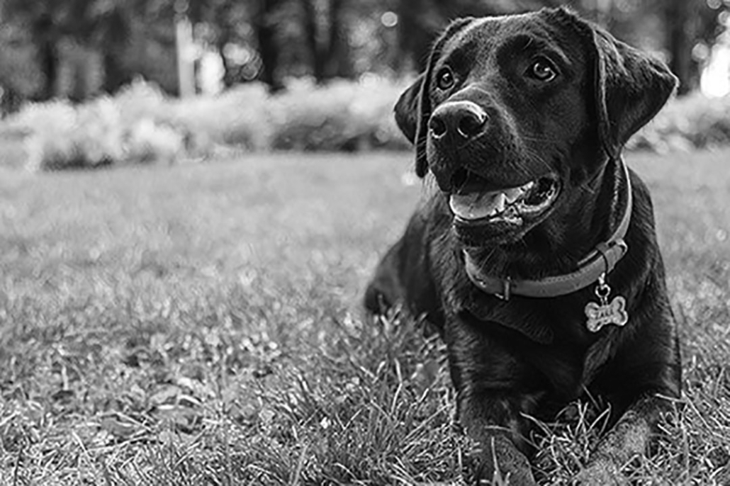 The amazing feats that some dogs will perform to find their way home