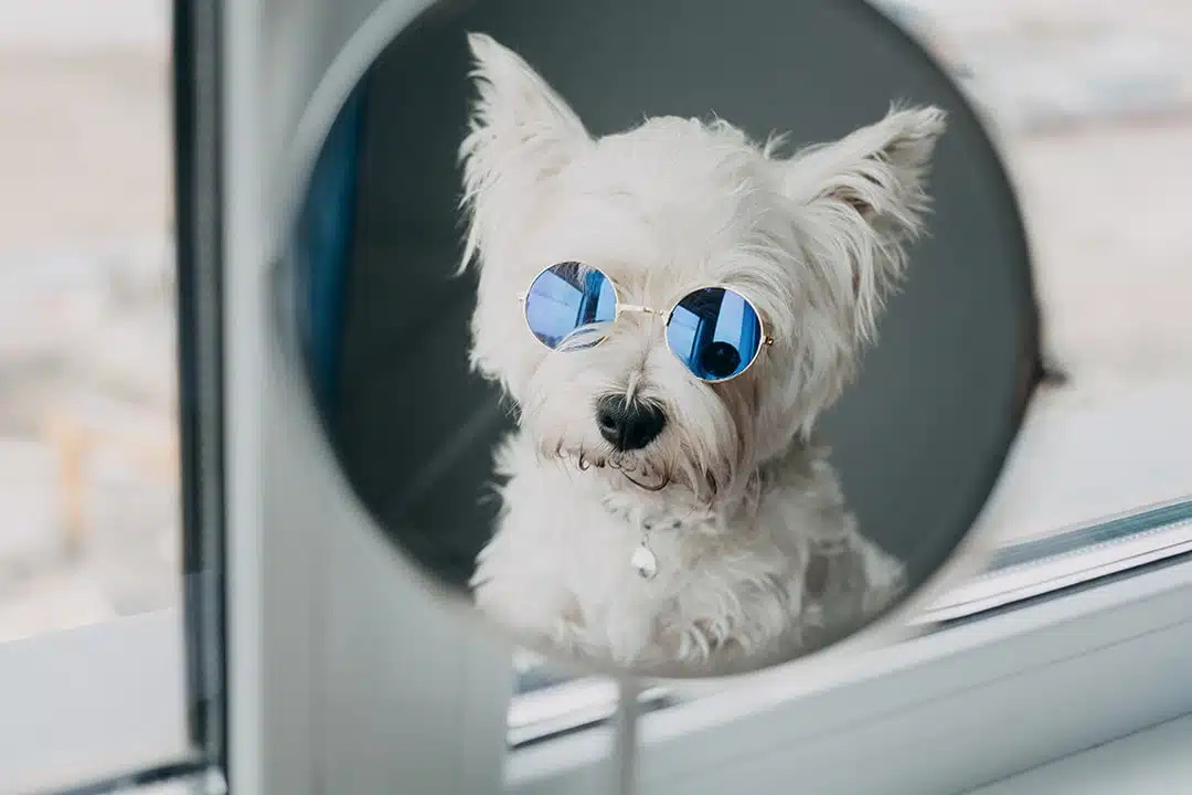 The self-awareness of the animal kingdom. By Dog Man Ray