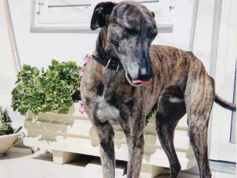 How to care for a rescue dog and older uncared for animals