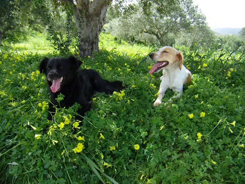 How to care for a rescue dog and older uncared for animals