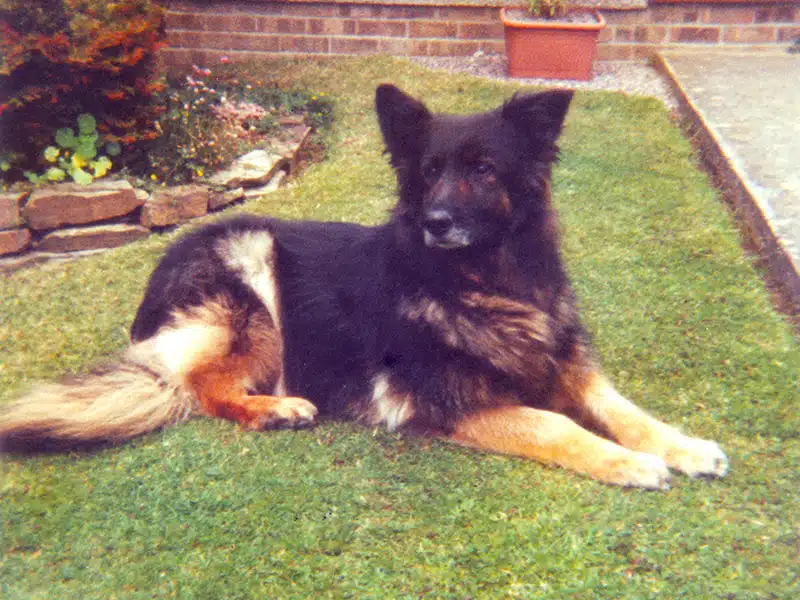 How to care for a rescue dog and older uncared for animals