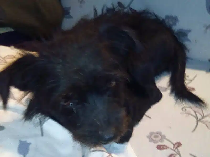 How to care for a rescue dog and older uncared for animals