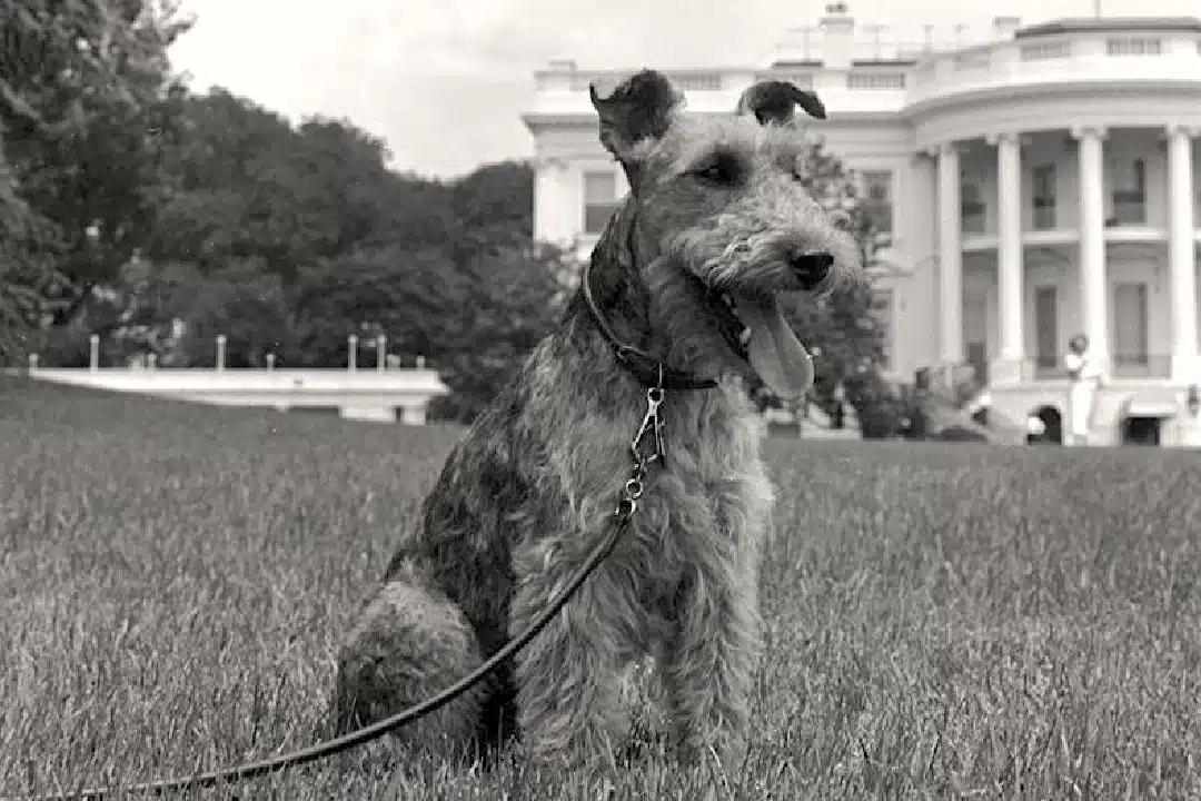 How JFK's dog may have helped prevent World War 3