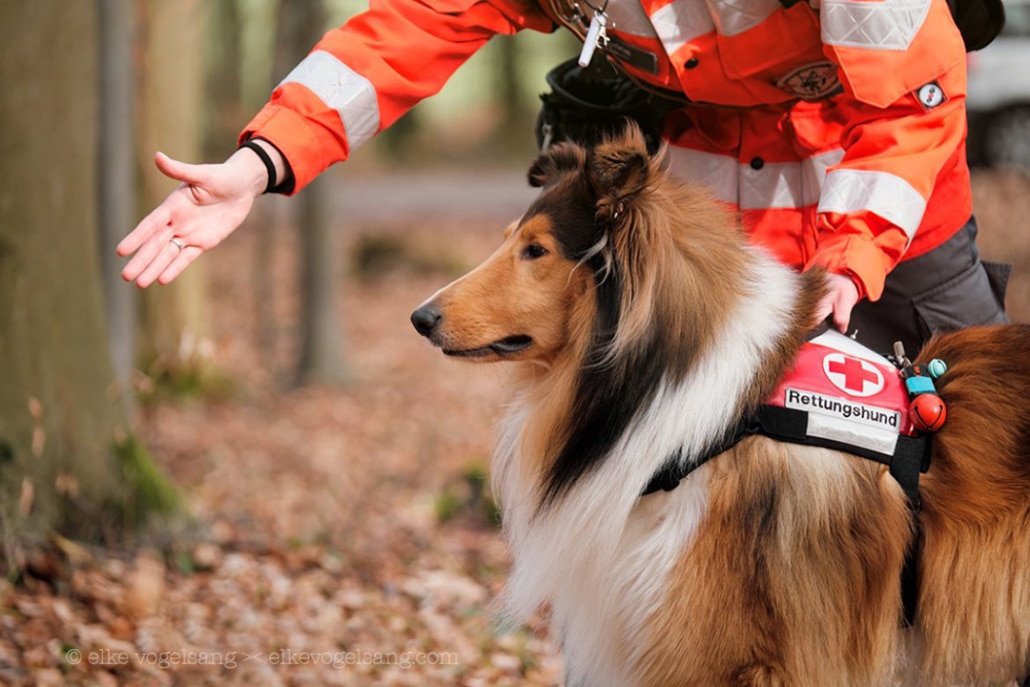 The incredible role played by the very brave Search and Rescue Dogs