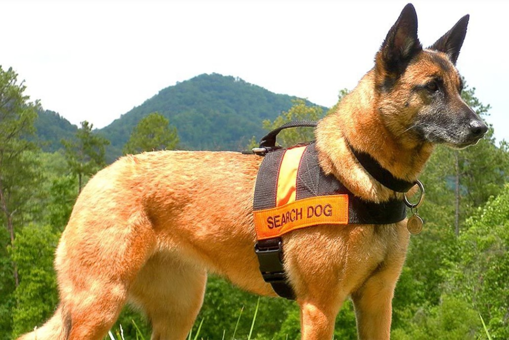 The incredible role played by the very brave Search and Rescue Dogs