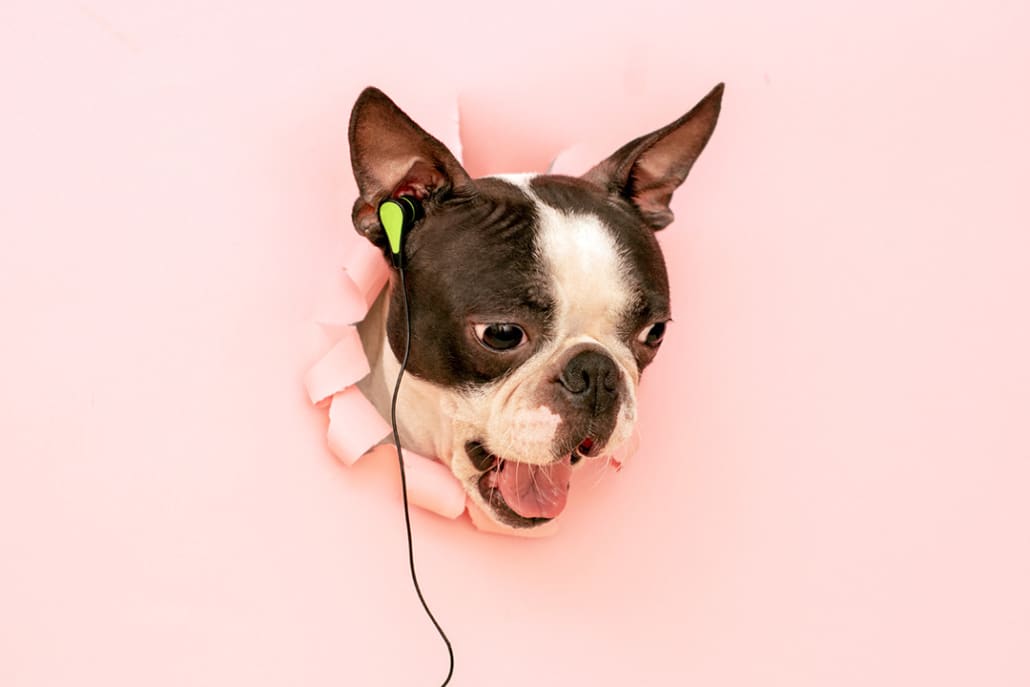 How to live with a dog with hearing difficulties by Dog Man Ray