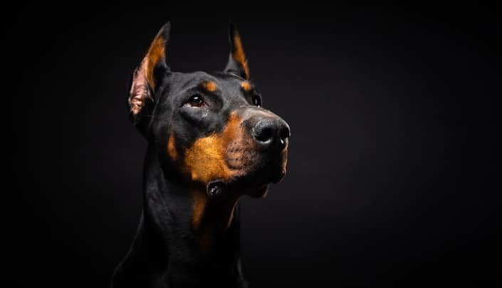 The wonderful history of Police Dogs by Dog May Ray