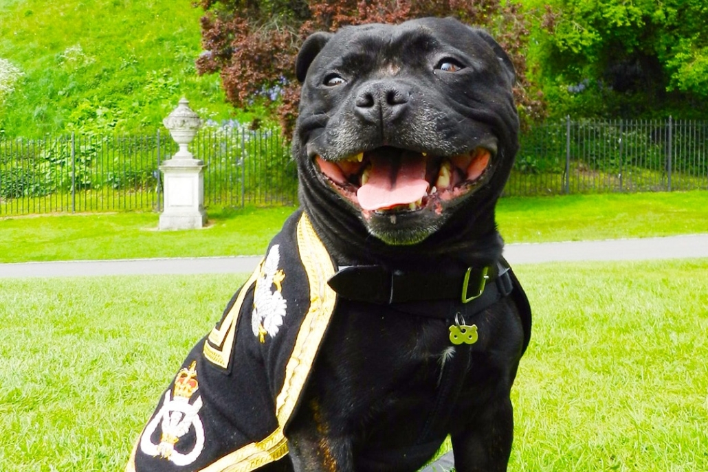 The history of military mascots around the world