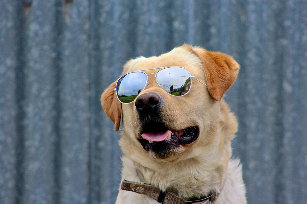 What you need to know about Alpha Dogs and the 'pack instinct.'