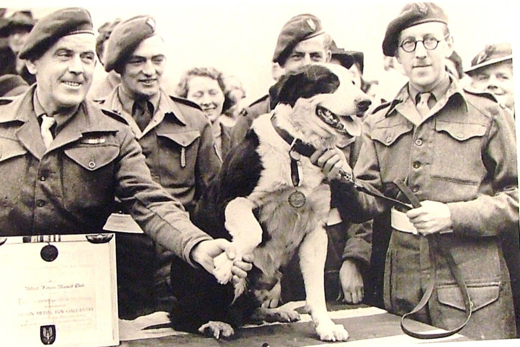 Dog Man Ray investigates the story of Rob, The SAS collie dog