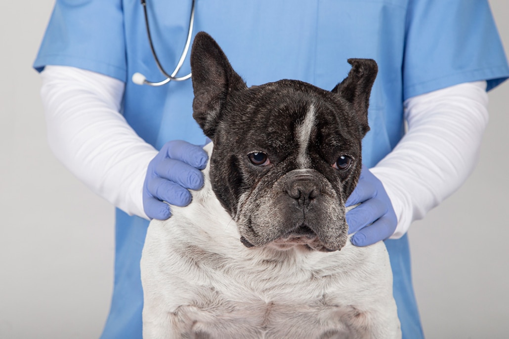 Brain damage in dogs - Causes, consequences and living with it.