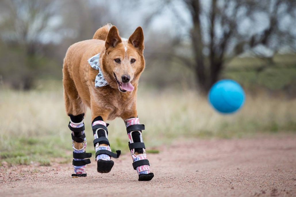 The incredible true story of Naki’o - the worlds first bionic dog