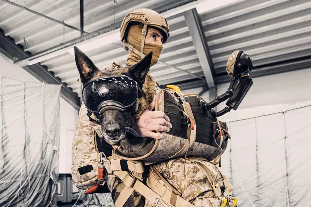 Military dogs using parachutes? Dog Man Ray explains