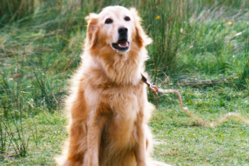 Sandy's story by Dog Man Ray