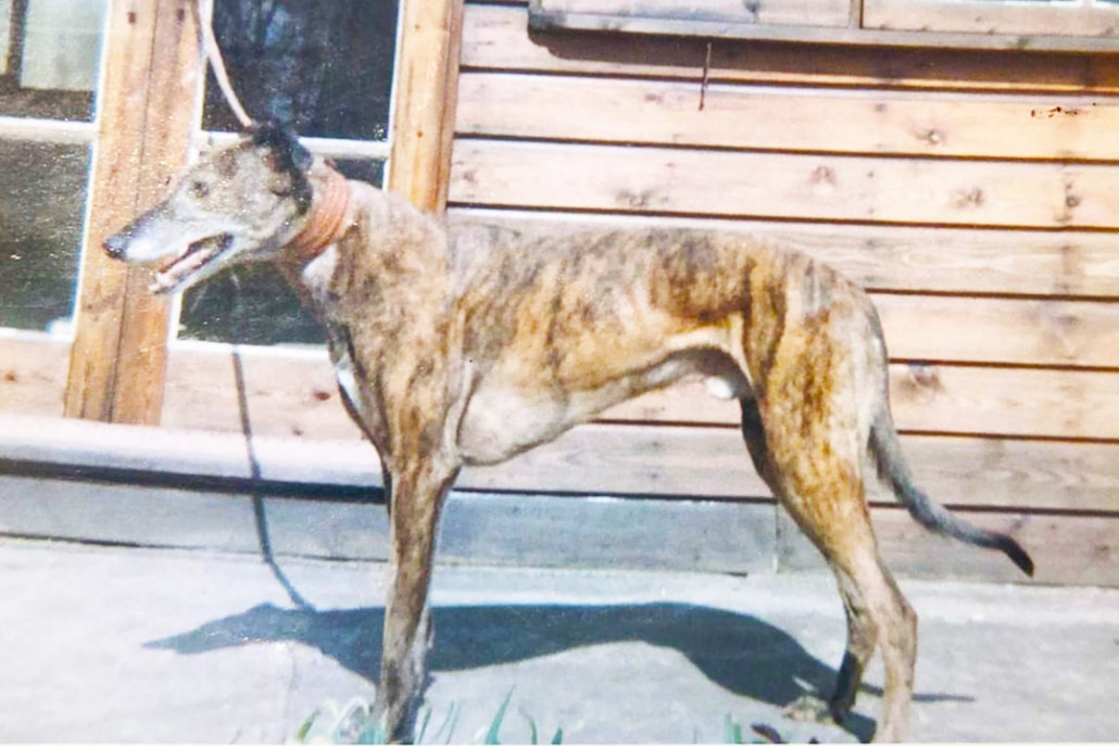 Billy the retired Greyhound. By Dog Man Ray