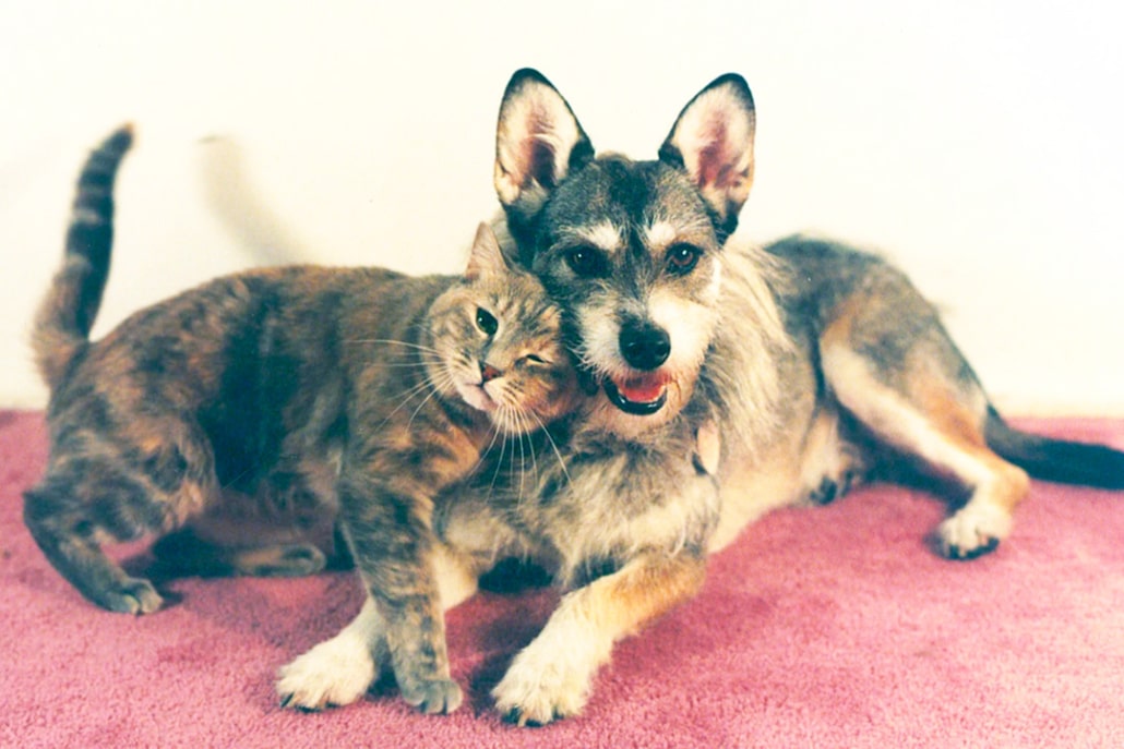 The true story of Ginny; the dog who rescued cats