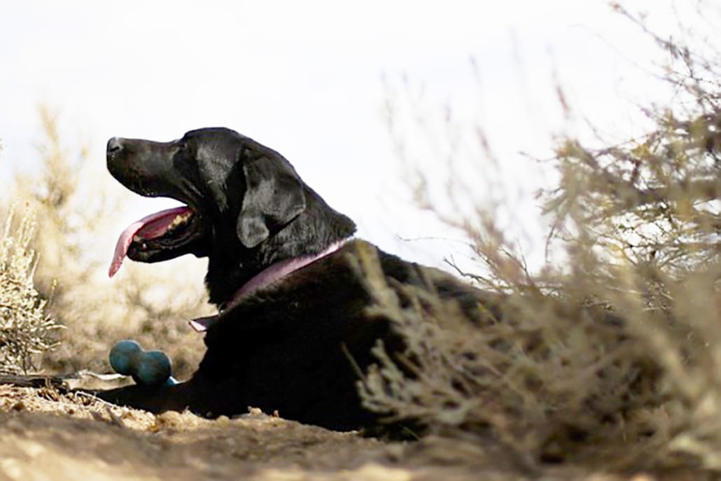 Buster, the amazing human remains detection dog