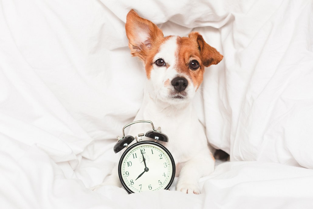 Can dogs tell the time? Dog Man Ray looks into the issue...