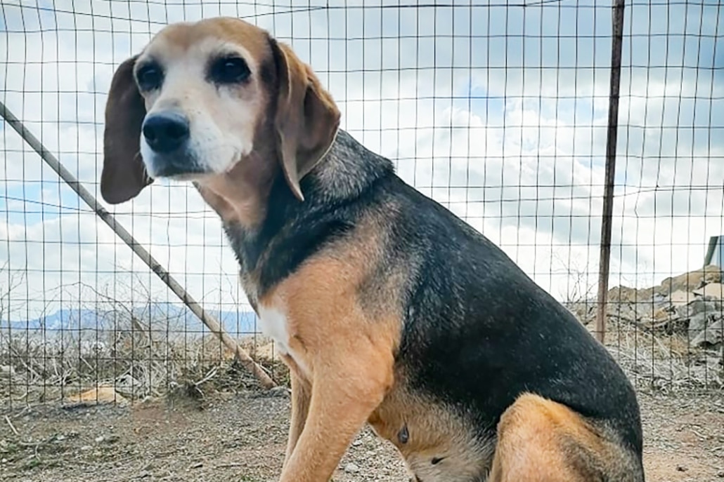 The true story of an amazing dog shelter in Crete