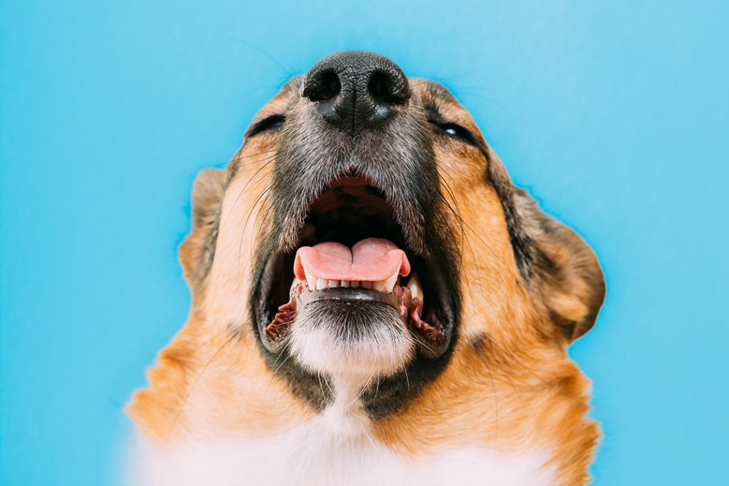 The causes and treatment of Kennel Cough - By Dog Man Ray