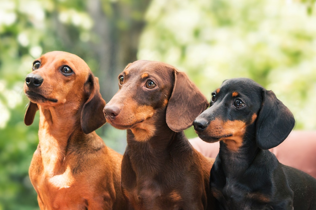 The Desert dog and the Dachshunds - A true story by Dog Man Ray