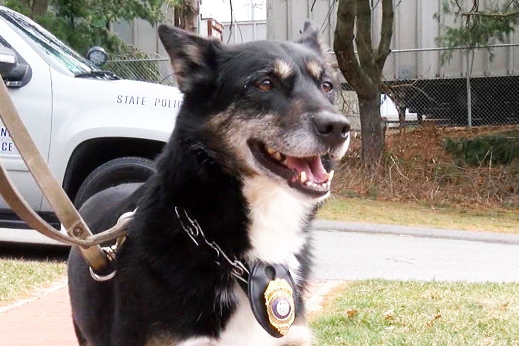 Amazing TRUE story of Ruby immortalised in 'Rescued by Ruby'