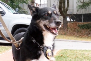 Amazing TRUE story of Ruby immortalised in 'Rescued by Ruby'