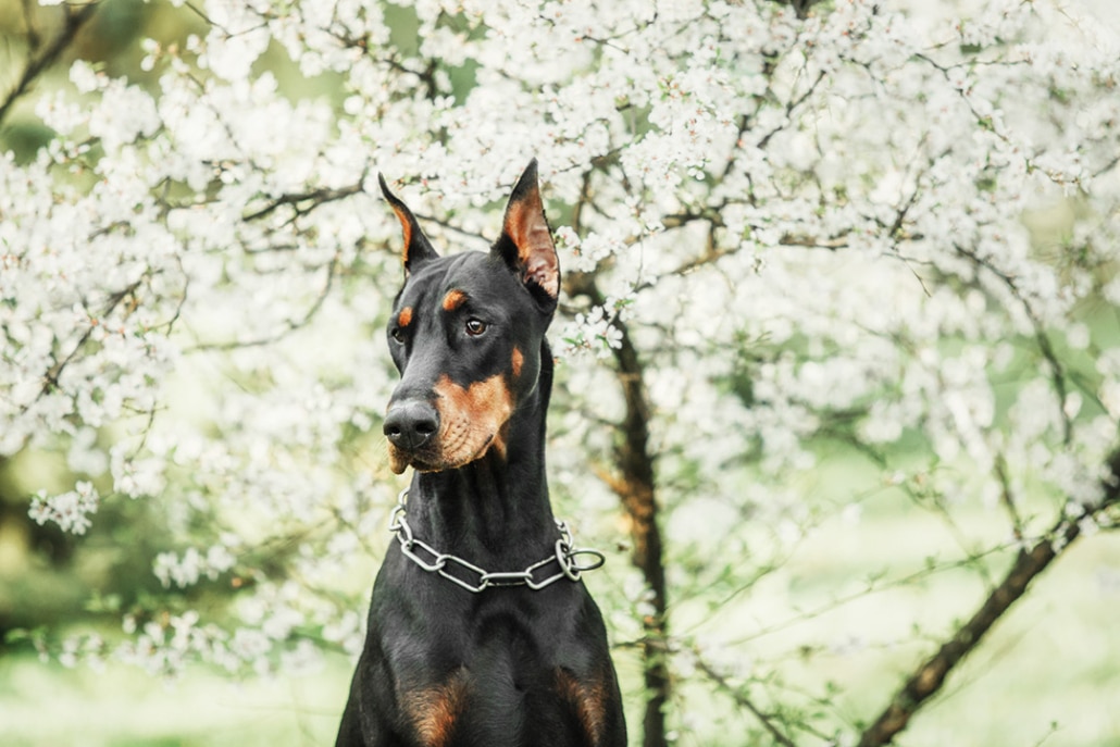 Nobby the Doberman - The aggressive pub bouncer