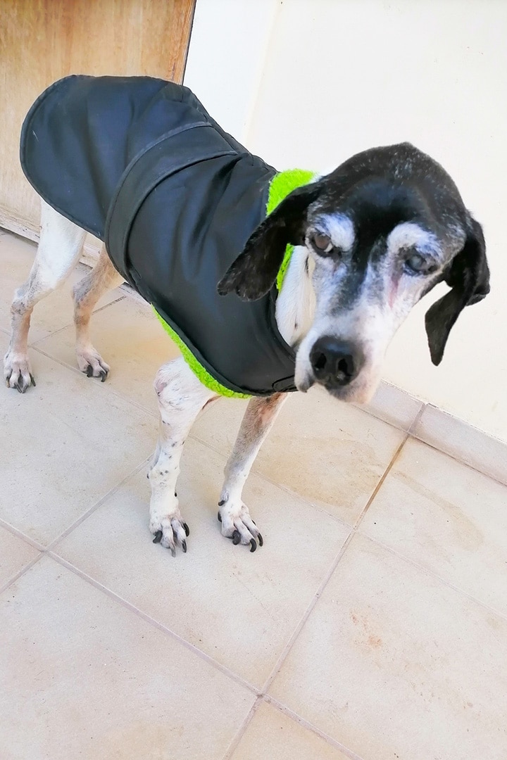 Dog Man Ray revisits The Secret Animal Shelter in Crete