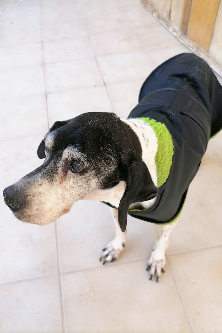 Dog Man Ray revisits The Secret Animal Shelter in Crete