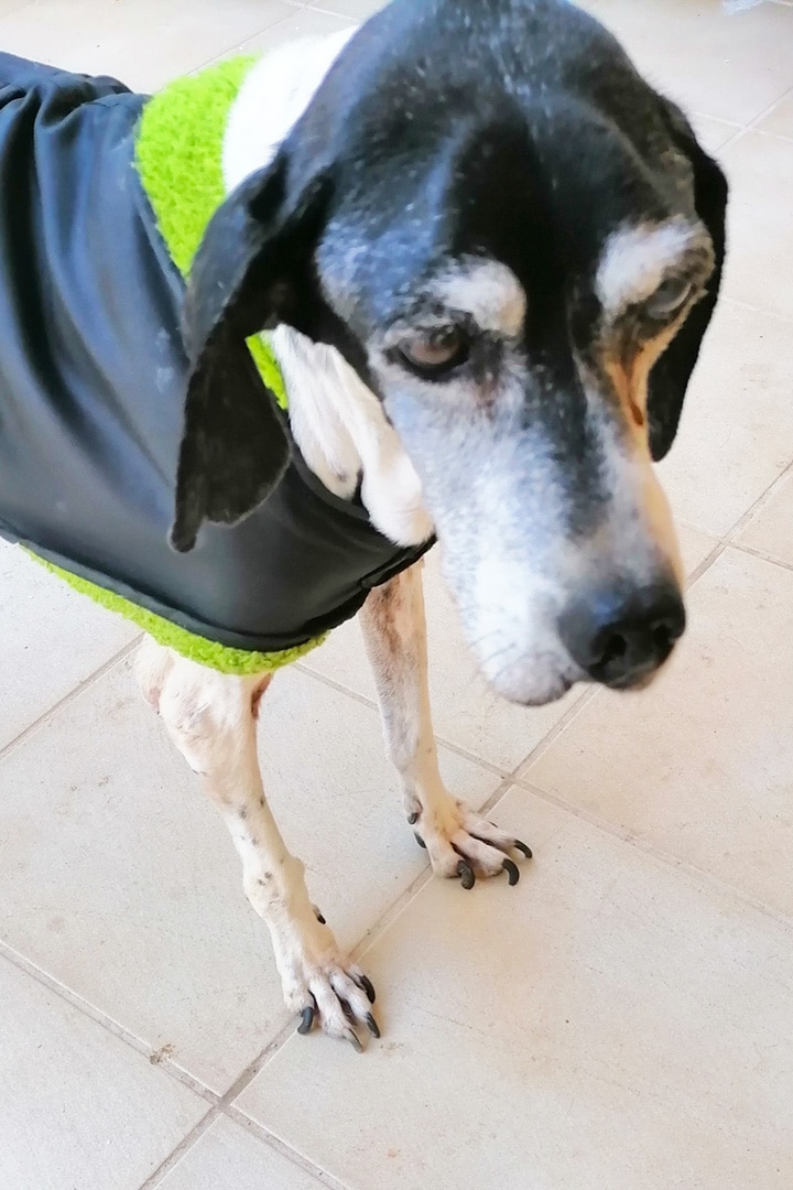 Dog Man Ray revisits The Secret Animal Shelter in Crete