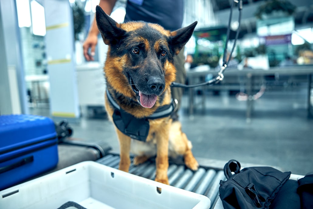 Incredible successes of drug detection dogs from around the world