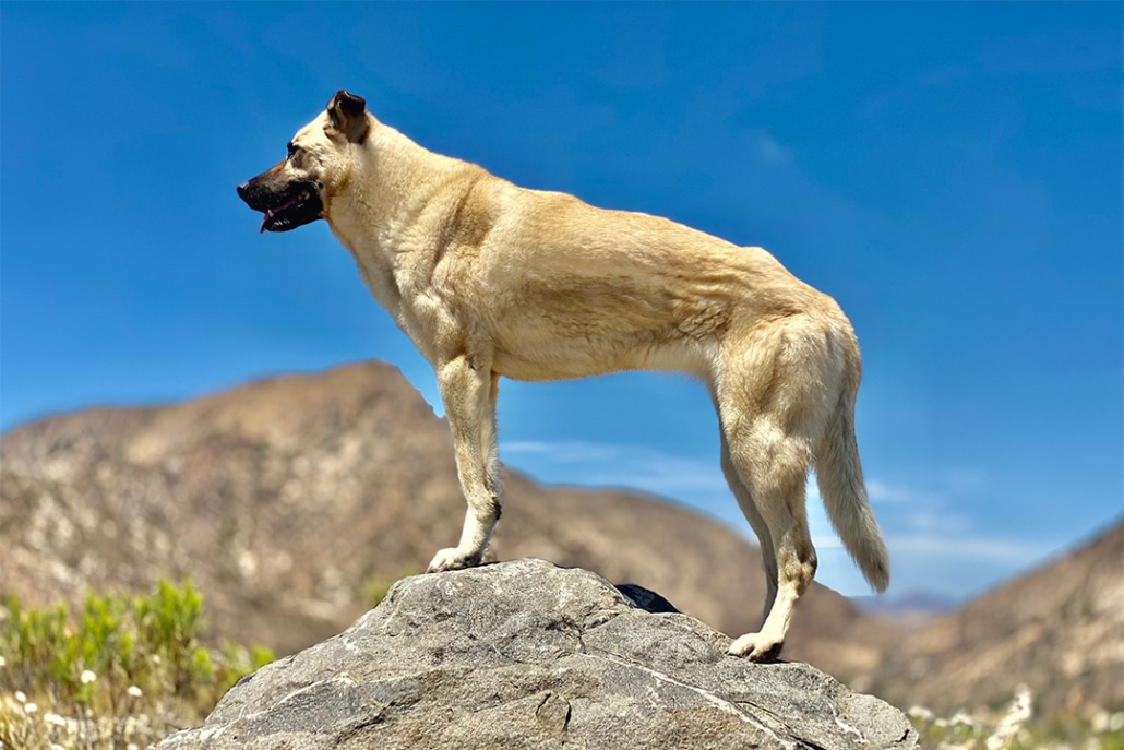 Dogs that protect the wildlife in Africa - by Dog Man Ray