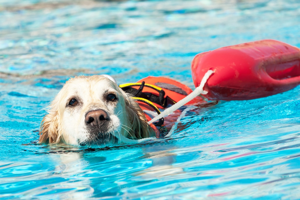 Canine lifeguards and their contribution to saving lives at sea