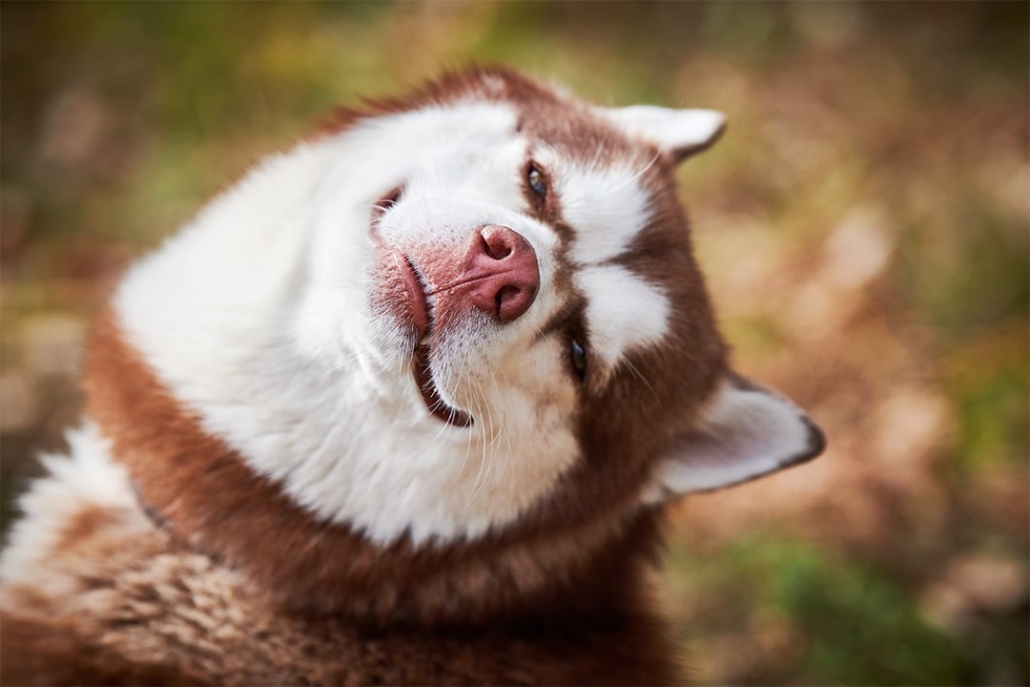 Can a dog's facial expressions indicate its intention to attack?
