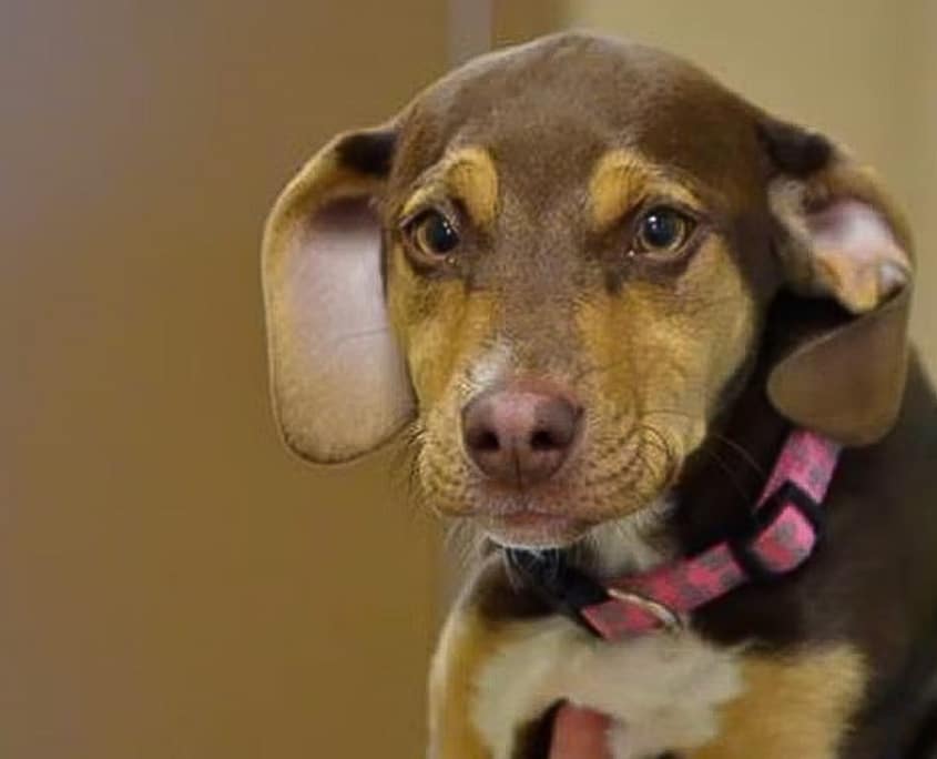 The tale of 'The Dambusters' and Guy Gibson's famous dog