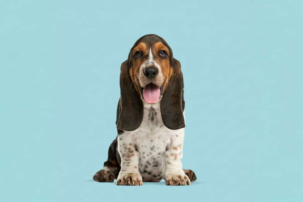 Barney and Rubble: How a puppy found his perfect home (Part 2)